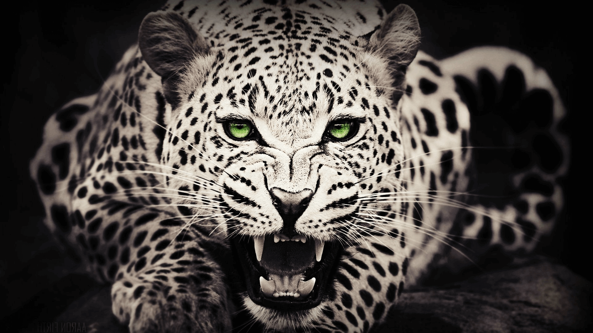 HD Leopard Wallpapers - Top Free HD Leopard Backgrounds - WallpaperAccess