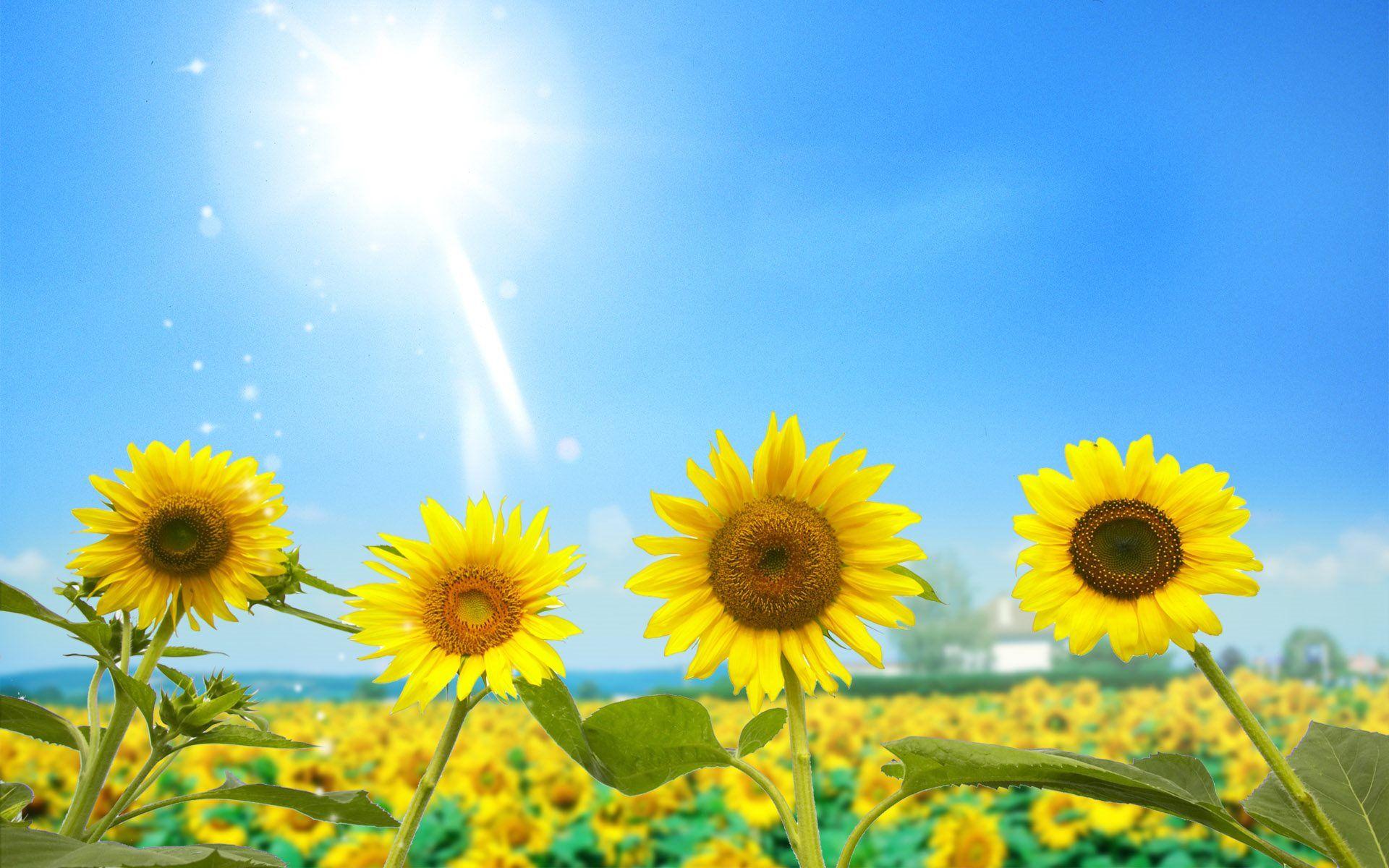 Full HD Sunflower Wallpapers - Top Free Full HD Sunflower Backgrounds ...