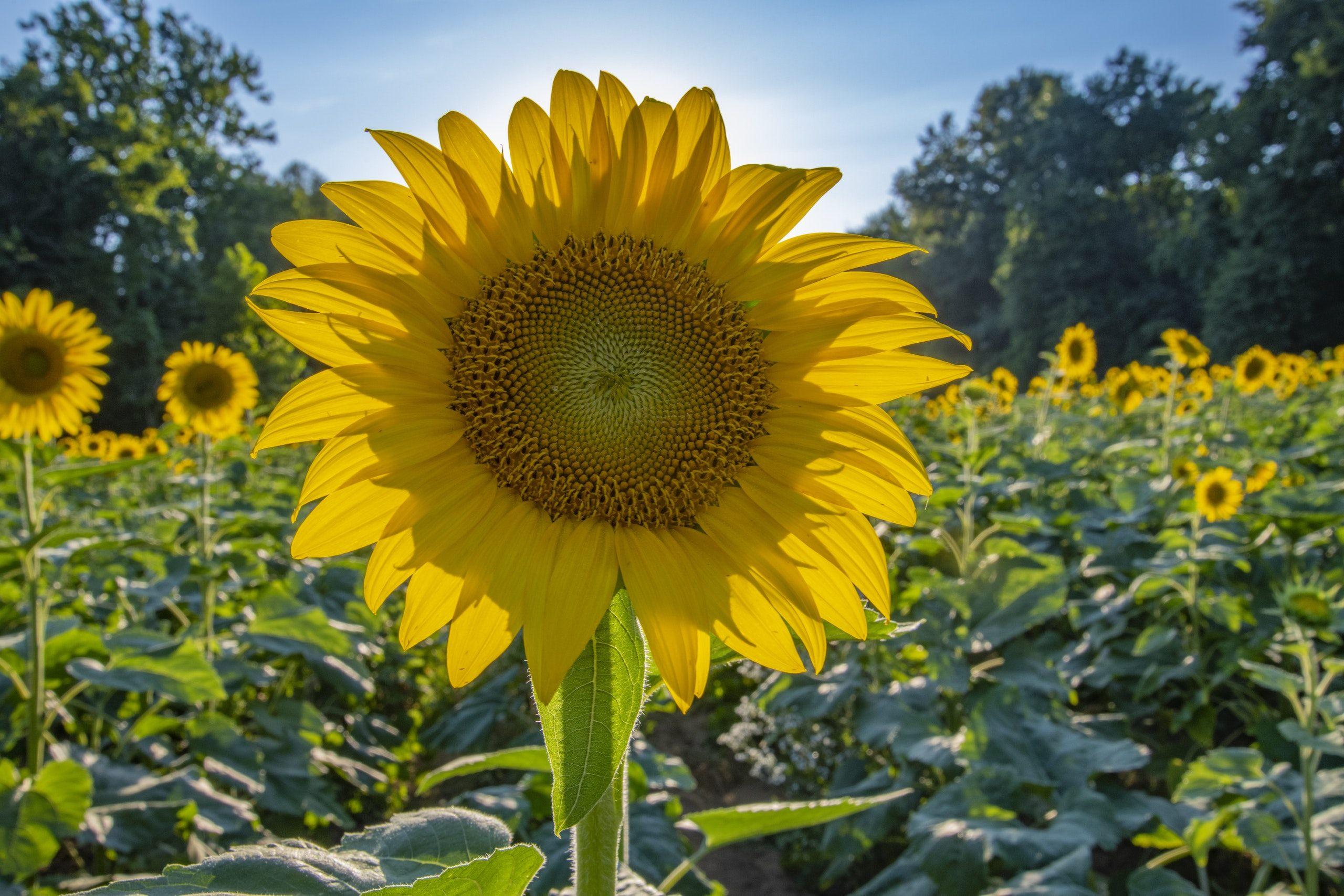 Beautiful Fall Sunflower Wallpapers - Top Free Beautiful Fall Sunflower ...