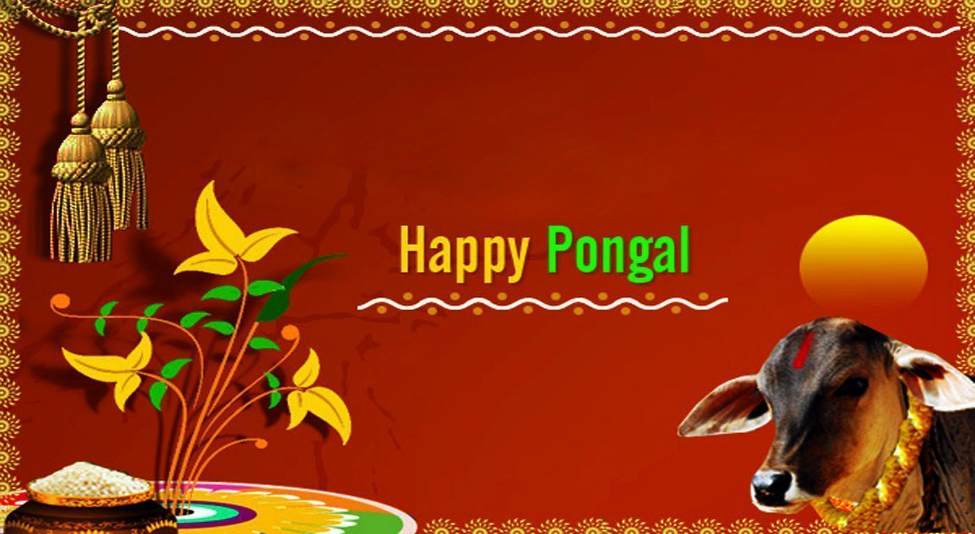 Pongal Festival Wallpapers - Top Free Pongal Festival Backgrounds ...