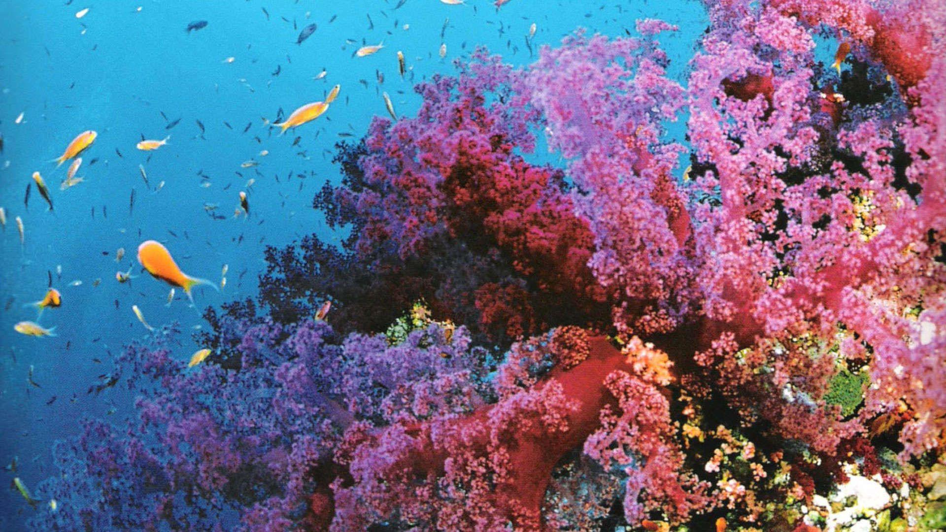 Coral Reef Wallpapers - Top Free Coral Reef Backgrounds - WallpaperAccess