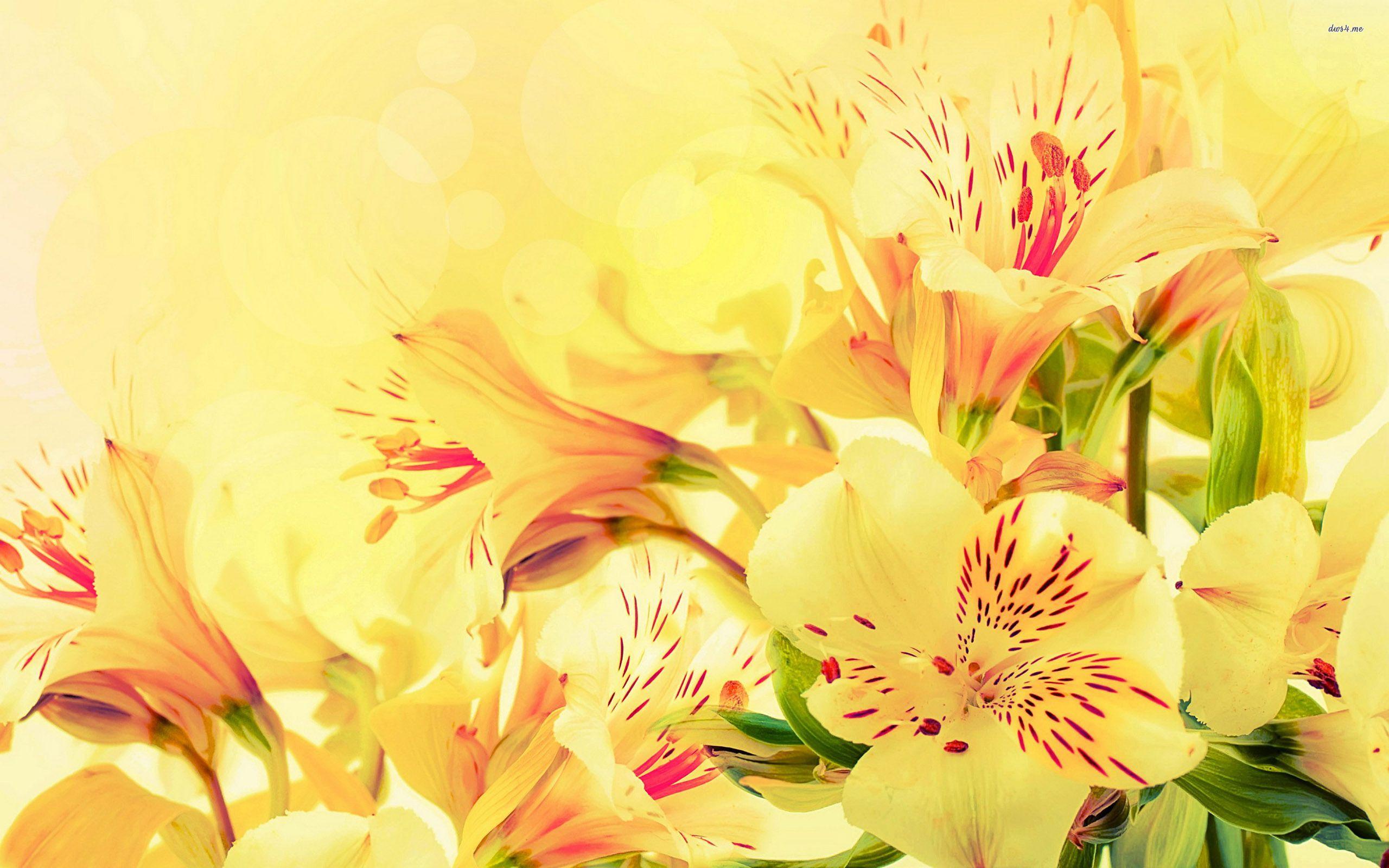 Lily Wallpapers - Top Free Lily Backgrounds - WallpaperAccess