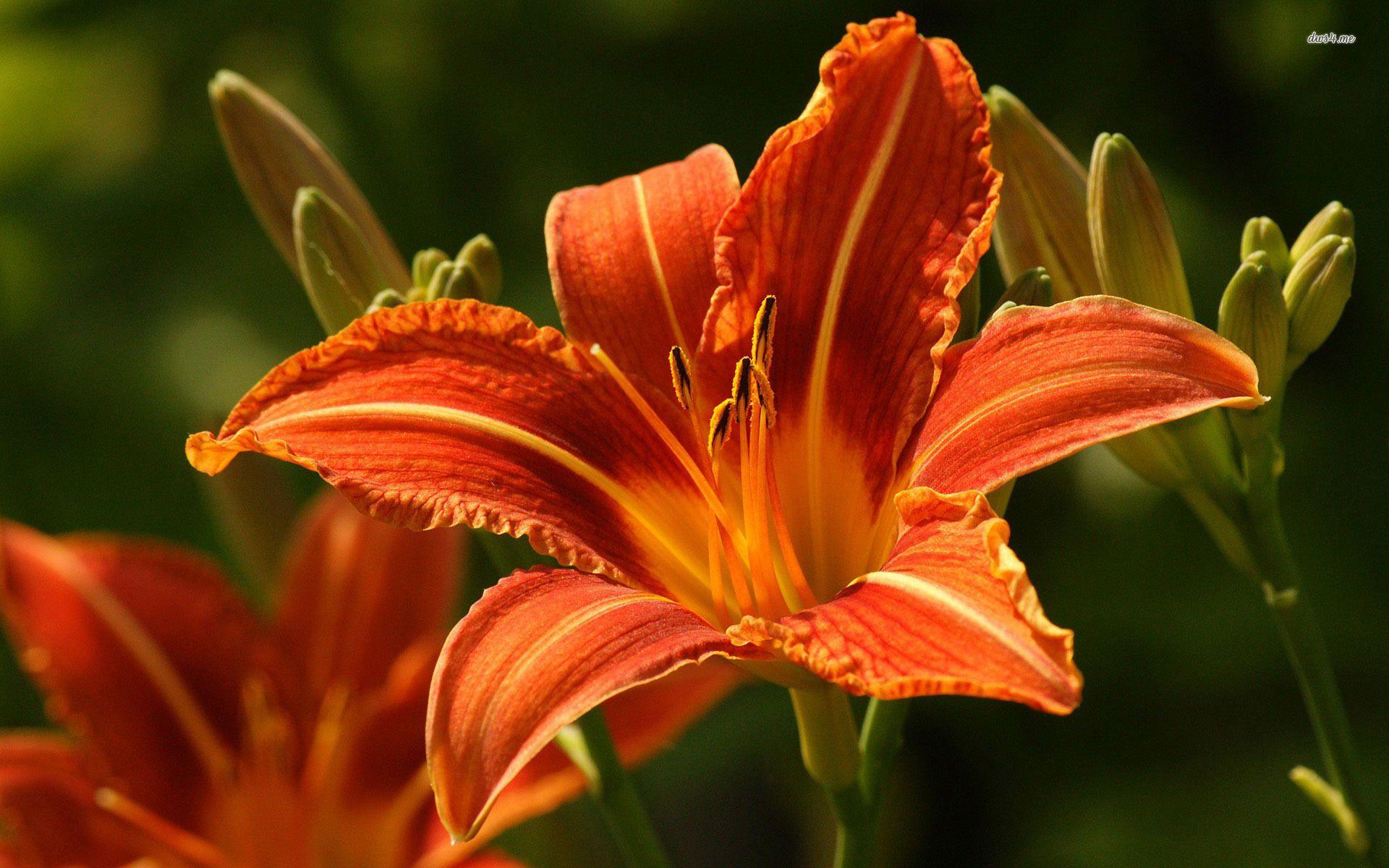 Lily Wallpapers - Top Free Lily Backgrounds - WallpaperAccess