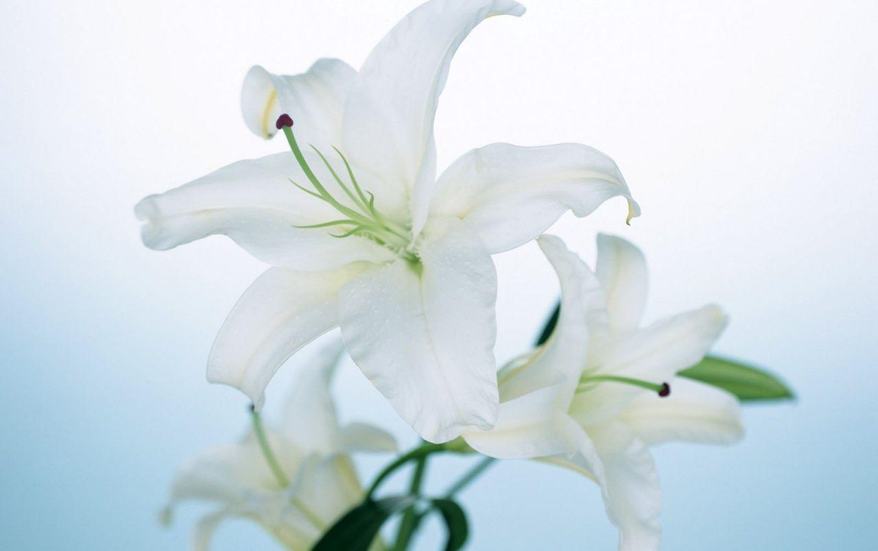 Lily Wallpapers - Top Free Lily Backgrounds - WallpaperAccess
