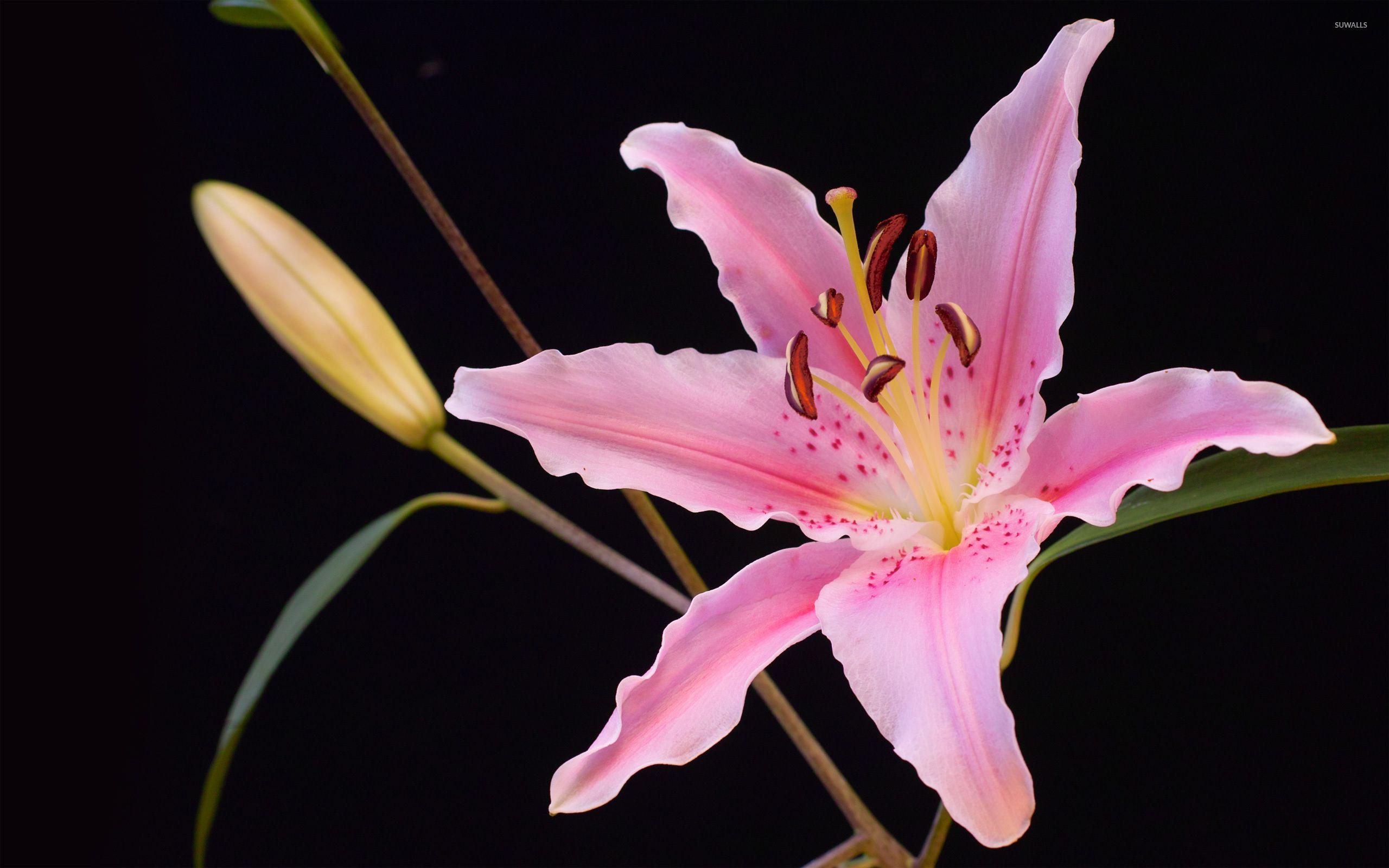 Lily Wallpapers - Top Free Lily Backgrounds - WallpaperAccess