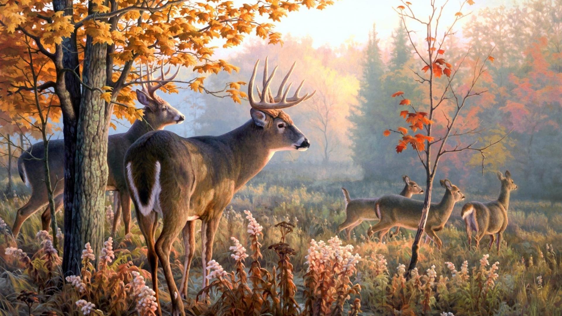Deer Wallpapers - Top Những Hình Ảnh Đẹp