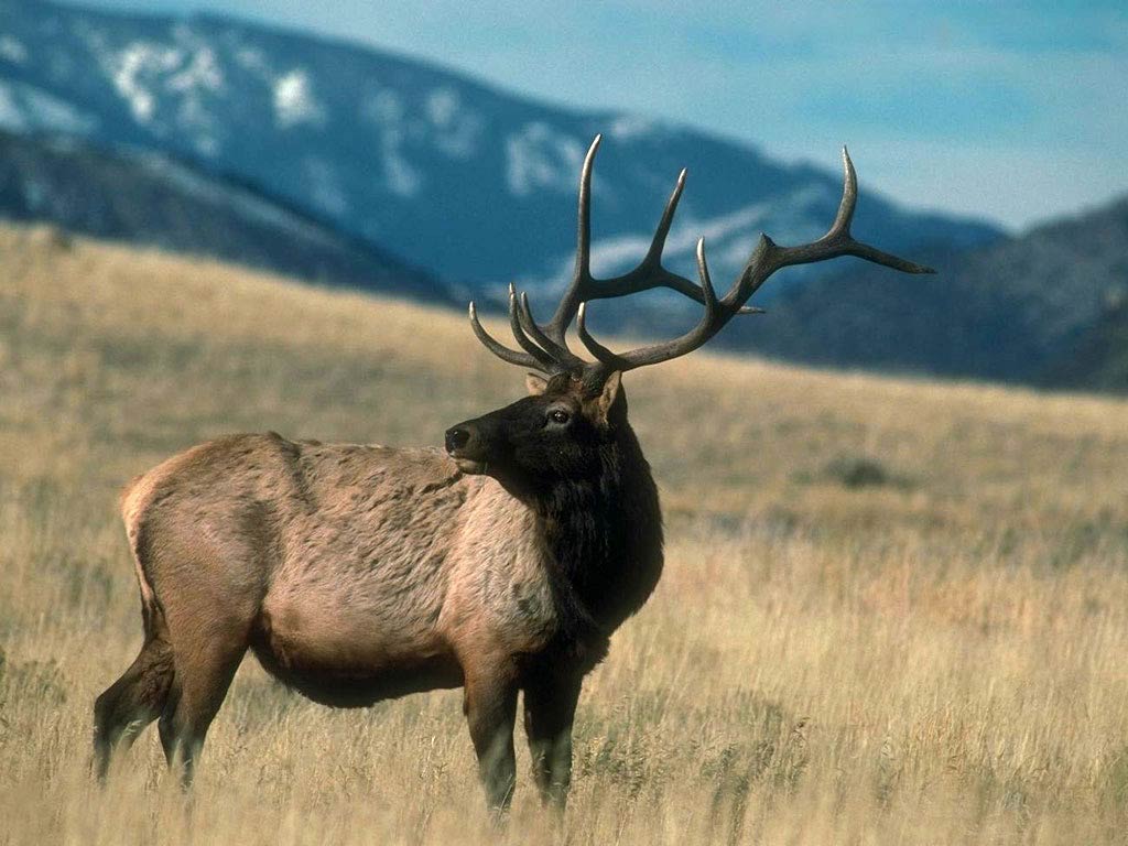 Deer Wallpapers - Top Free Deer Backgrounds - WallpaperAccess