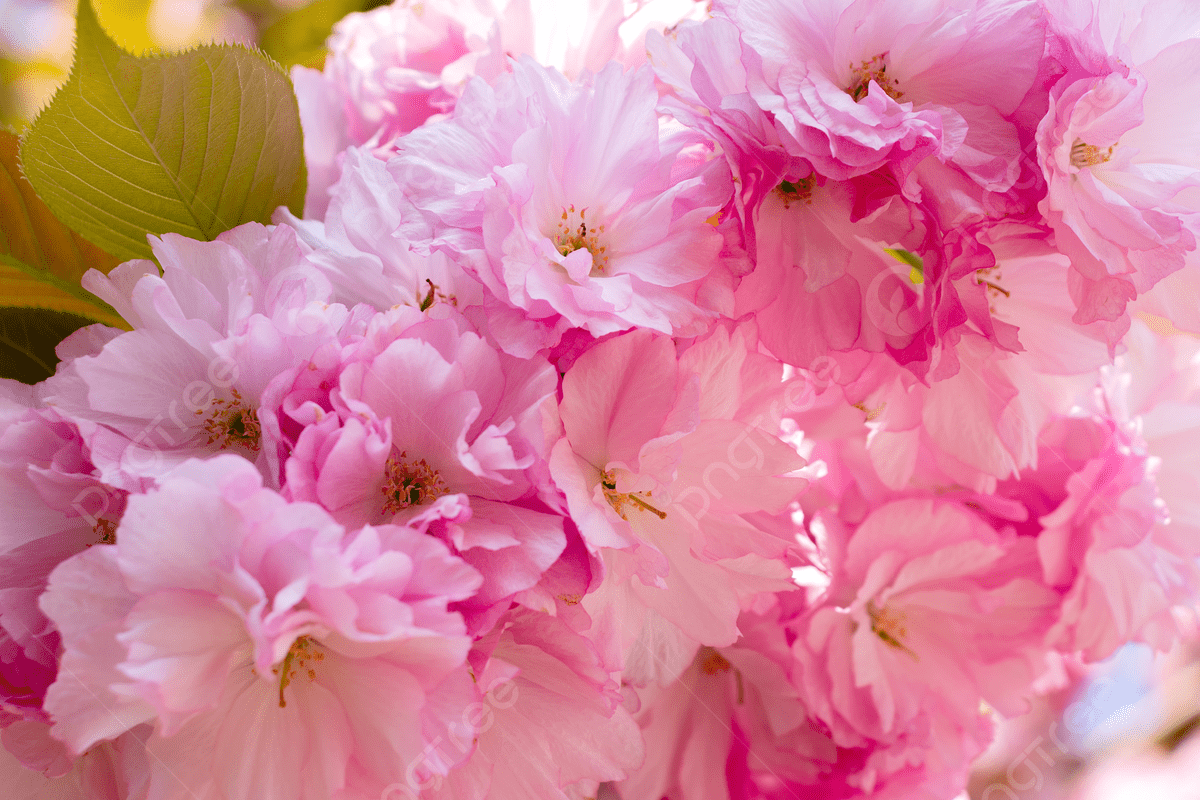 Late Spring Wallpapers - Top Free Late Spring Backgrounds - WallpaperAccess