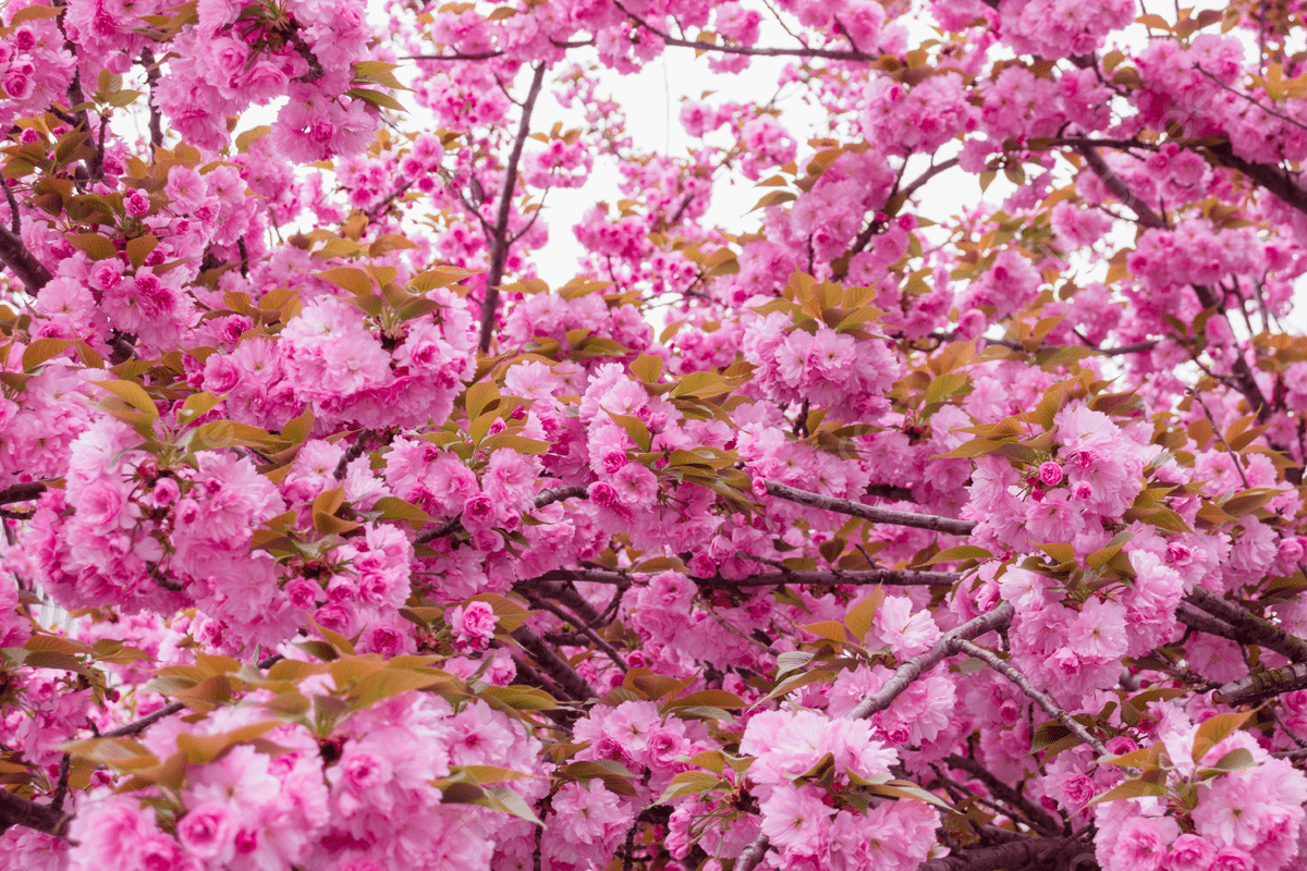 Late Spring Wallpapers - Top Free Late Spring Backgrounds - WallpaperAccess