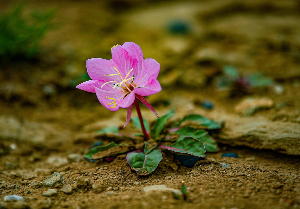 Late Spring Wallpapers - Top Free Late Spring Backgrounds - WallpaperAccess