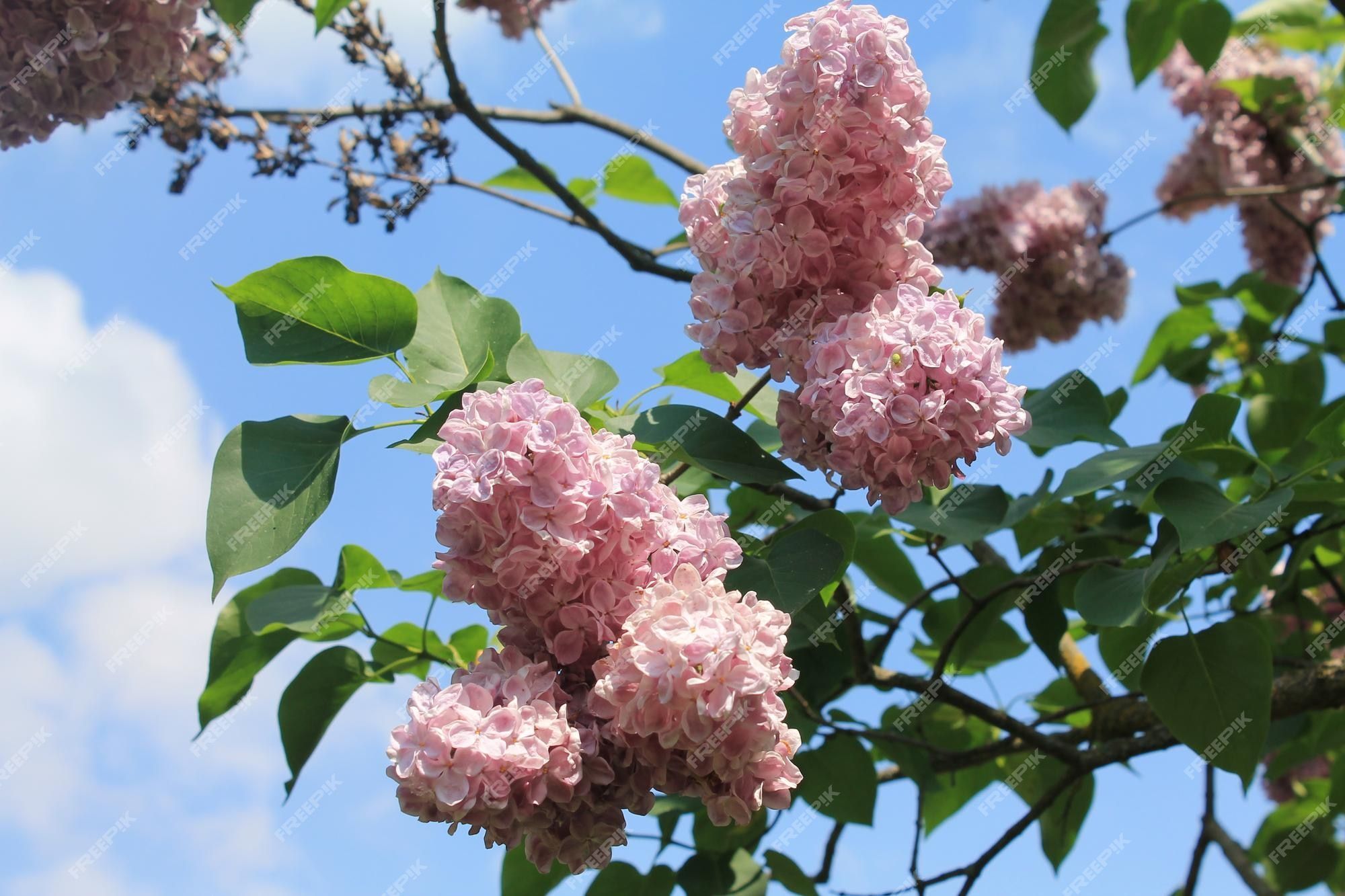 Late Spring Wallpapers - Top Free Late Spring Backgrounds - WallpaperAccess