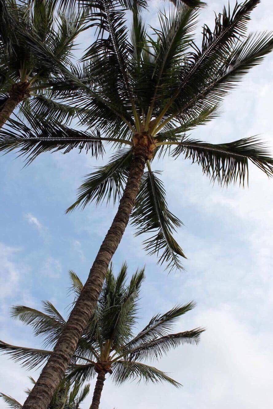 Aesthetic Tree Wallpapers - Top Free Aesthetic Tree Backgrounds ...