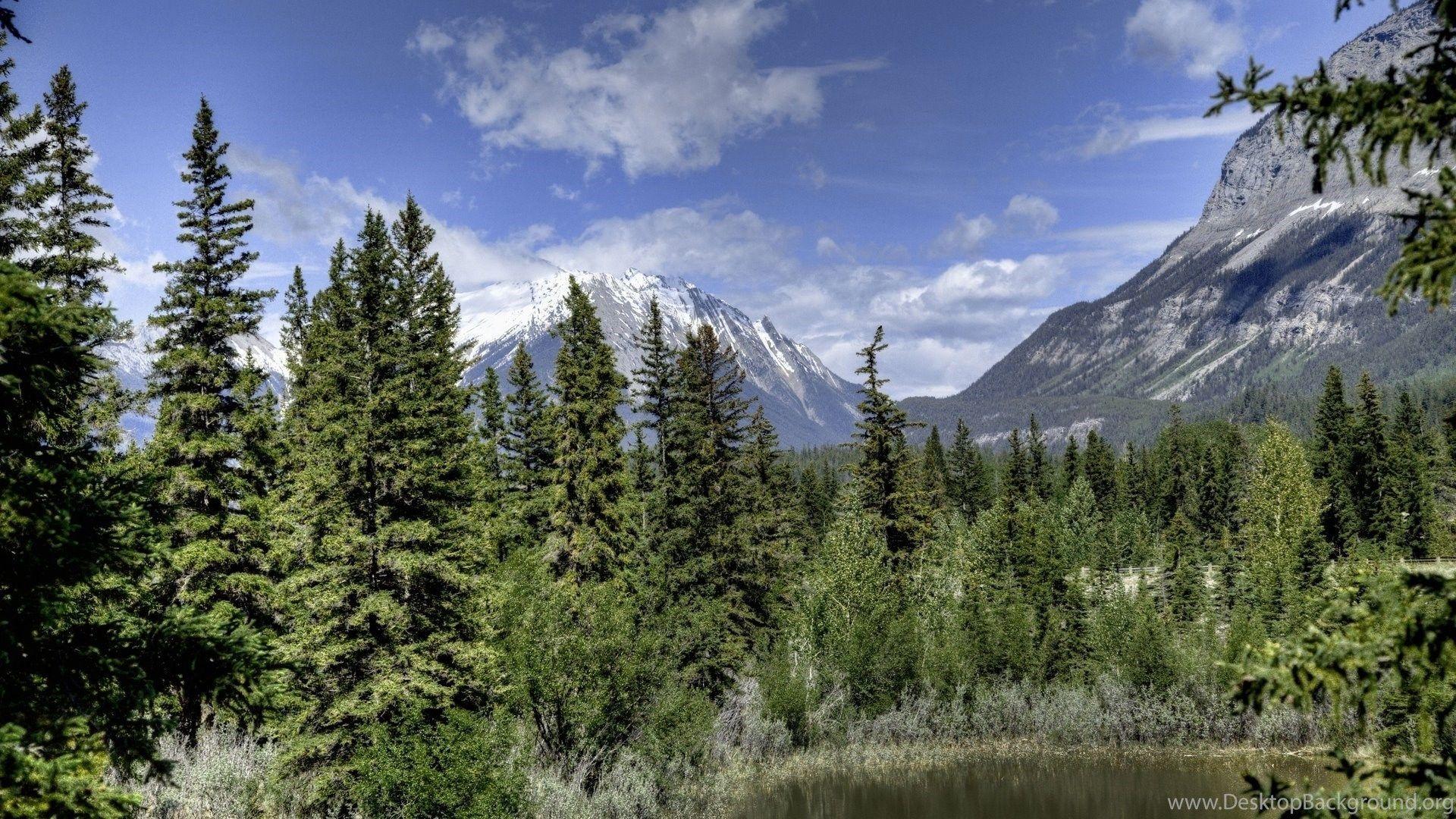 Forest Aesthetic Desktop Wallpapers - Top Free Forest Aesthetic Desktop ...