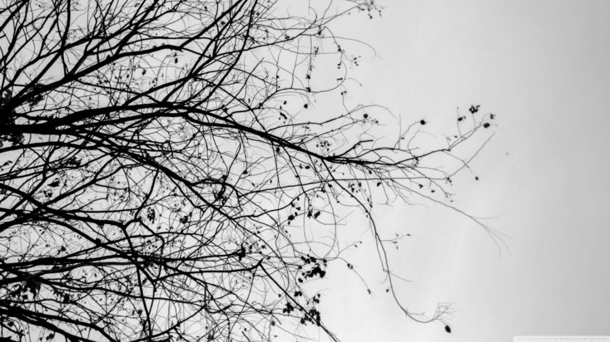 Black and White Tree Wallpapers - Top Free Black and White Tree ...