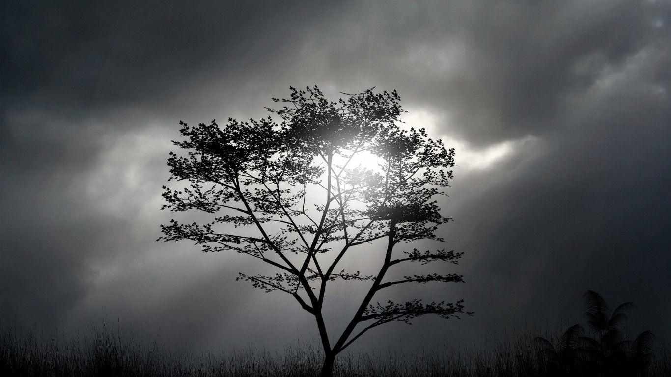 Black and White Tree Wallpapers - Top Free Black and White Tree ...