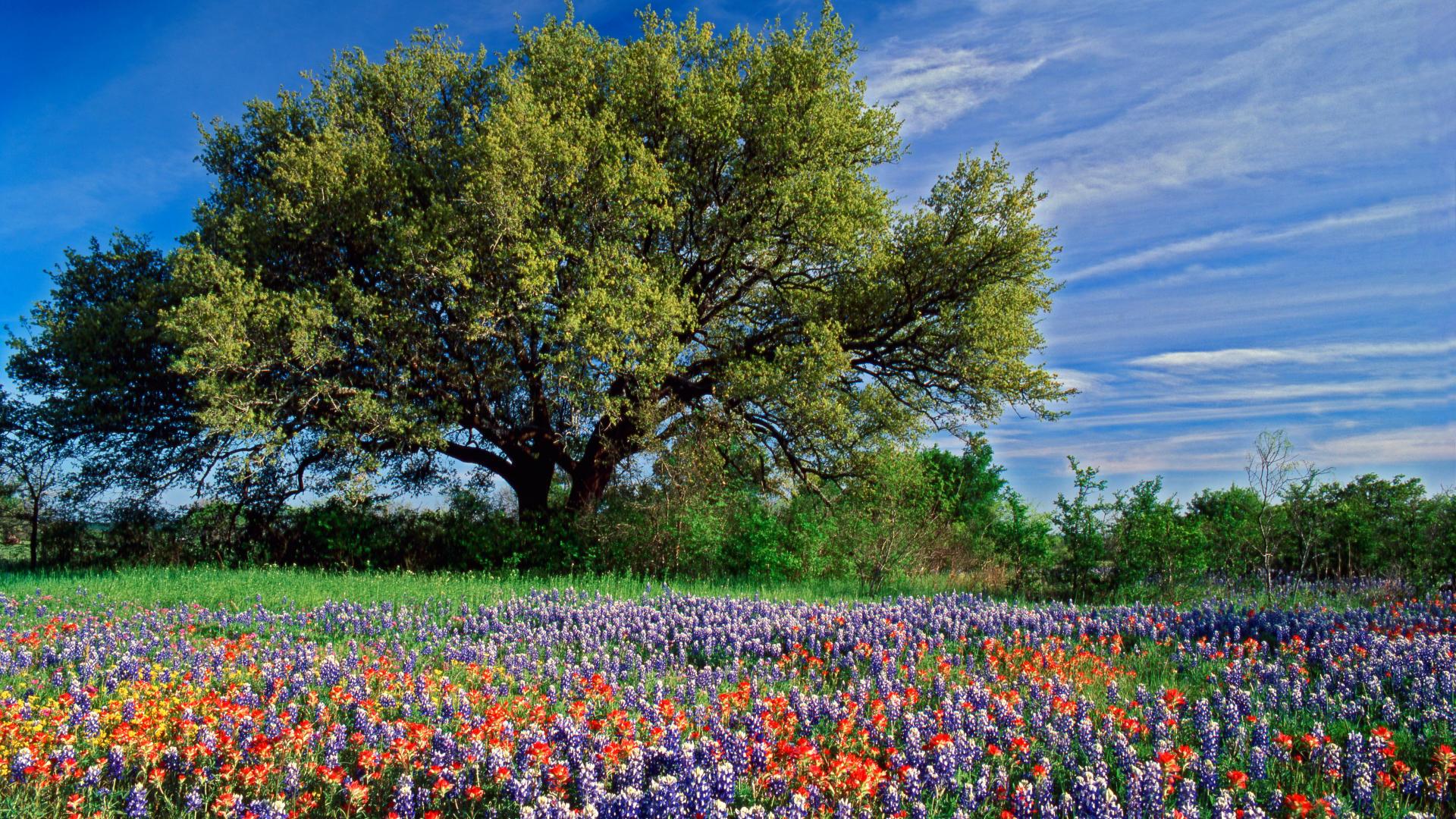 Texas Spring Wallpapers - Top Free Texas Spring Backgrounds ...