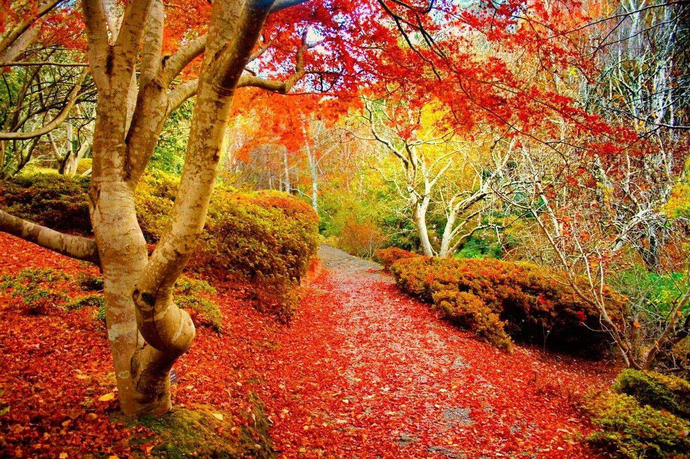 Beautiful Foliage Wallpapers - Top Free Beautiful Foliage Backgrounds ...