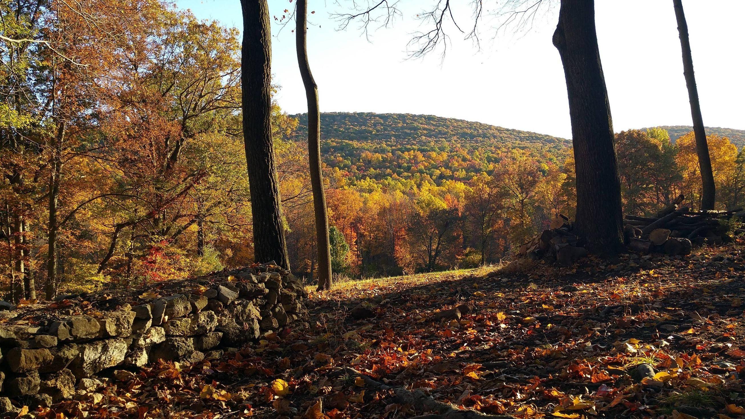 Beautiful Foliage Wallpapers - Top Free Beautiful Foliage Backgrounds ...