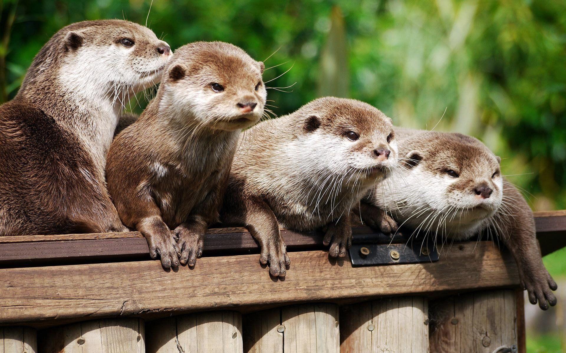 Otter Wallpapers - Top Free Otter Backgrounds - WallpaperAccess