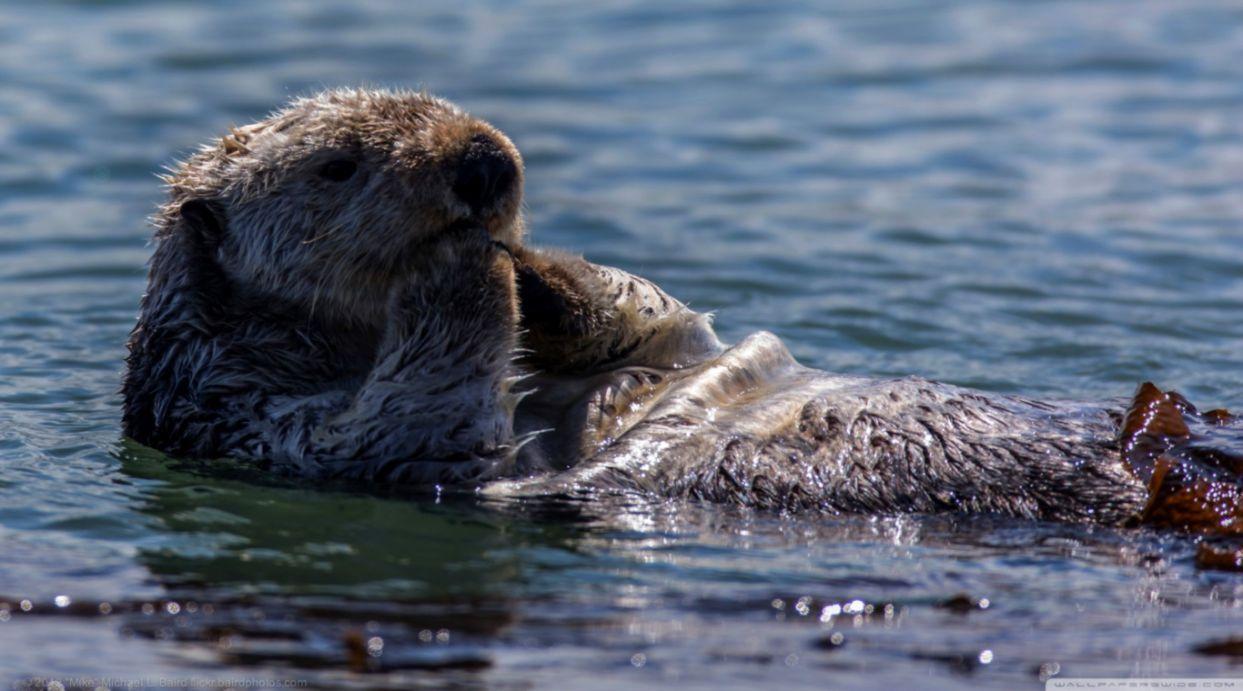 Otter Wallpapers - Top Free Otter Backgrounds - WallpaperAccess