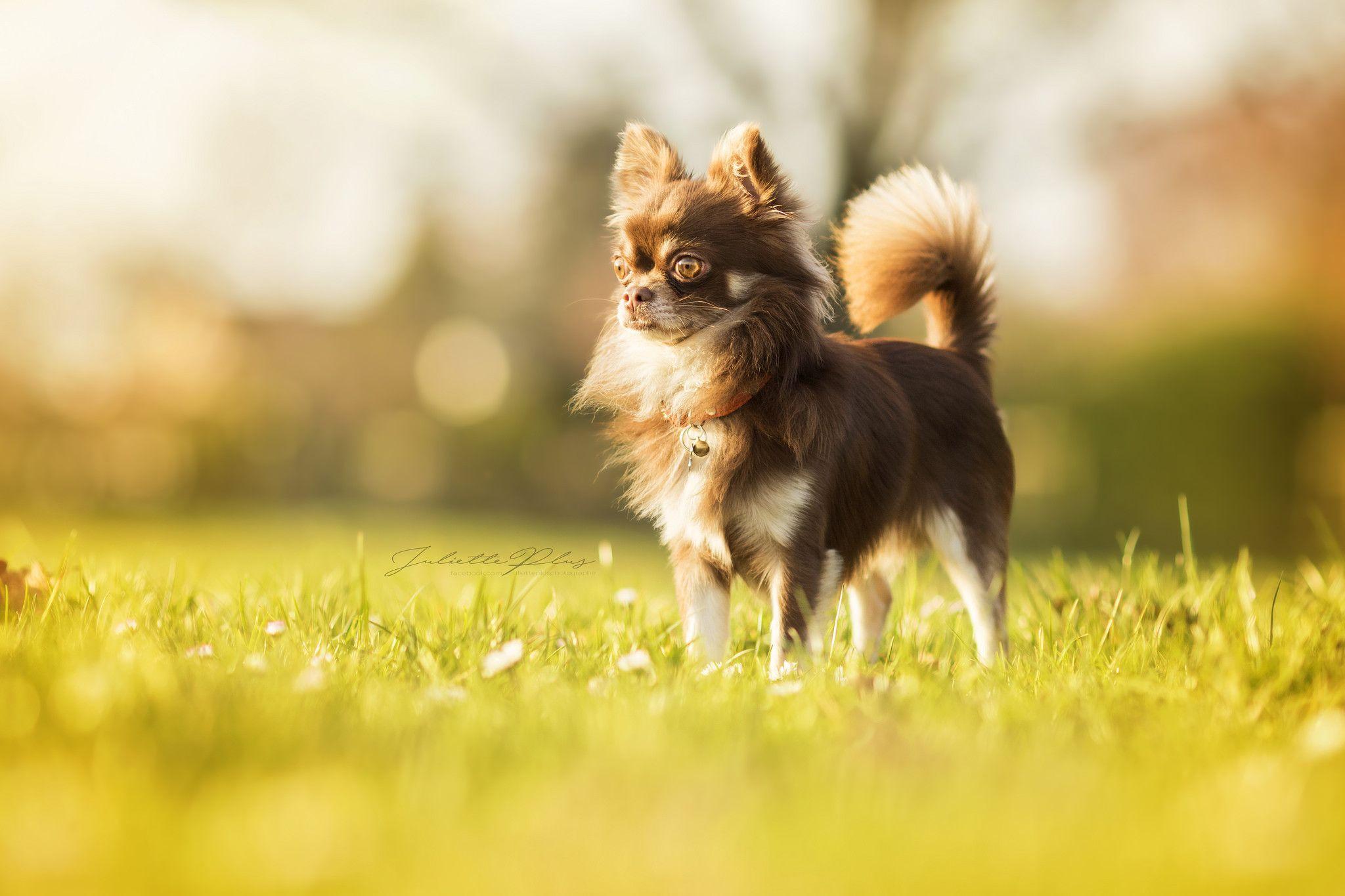 Chihuahua Wallpapers - Top Free Chihuahua Backgrounds - WallpaperAccess