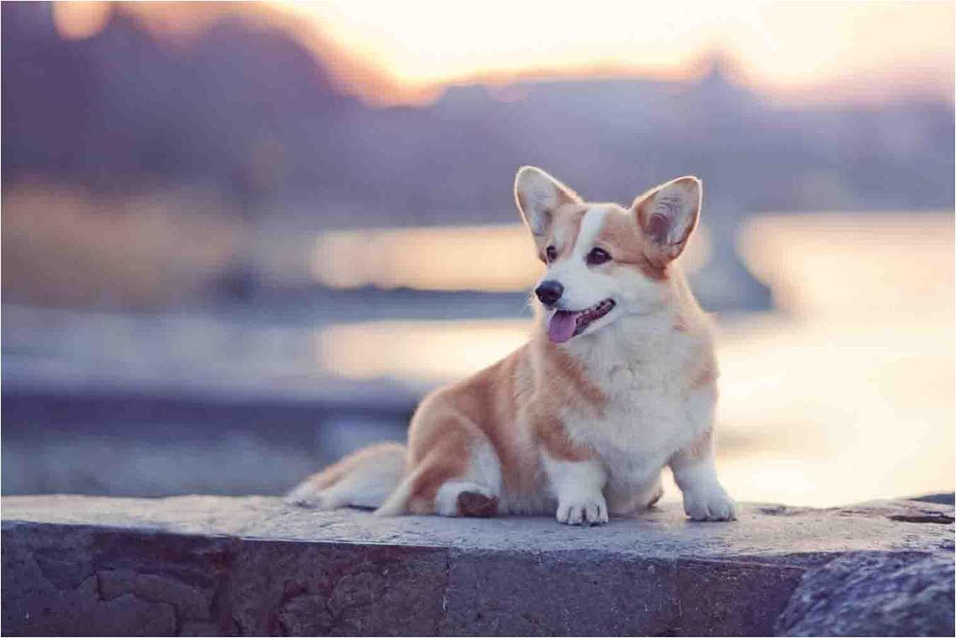 Corgi Wallpapers - Top Free Corgi Backgrounds - WallpaperAccess
