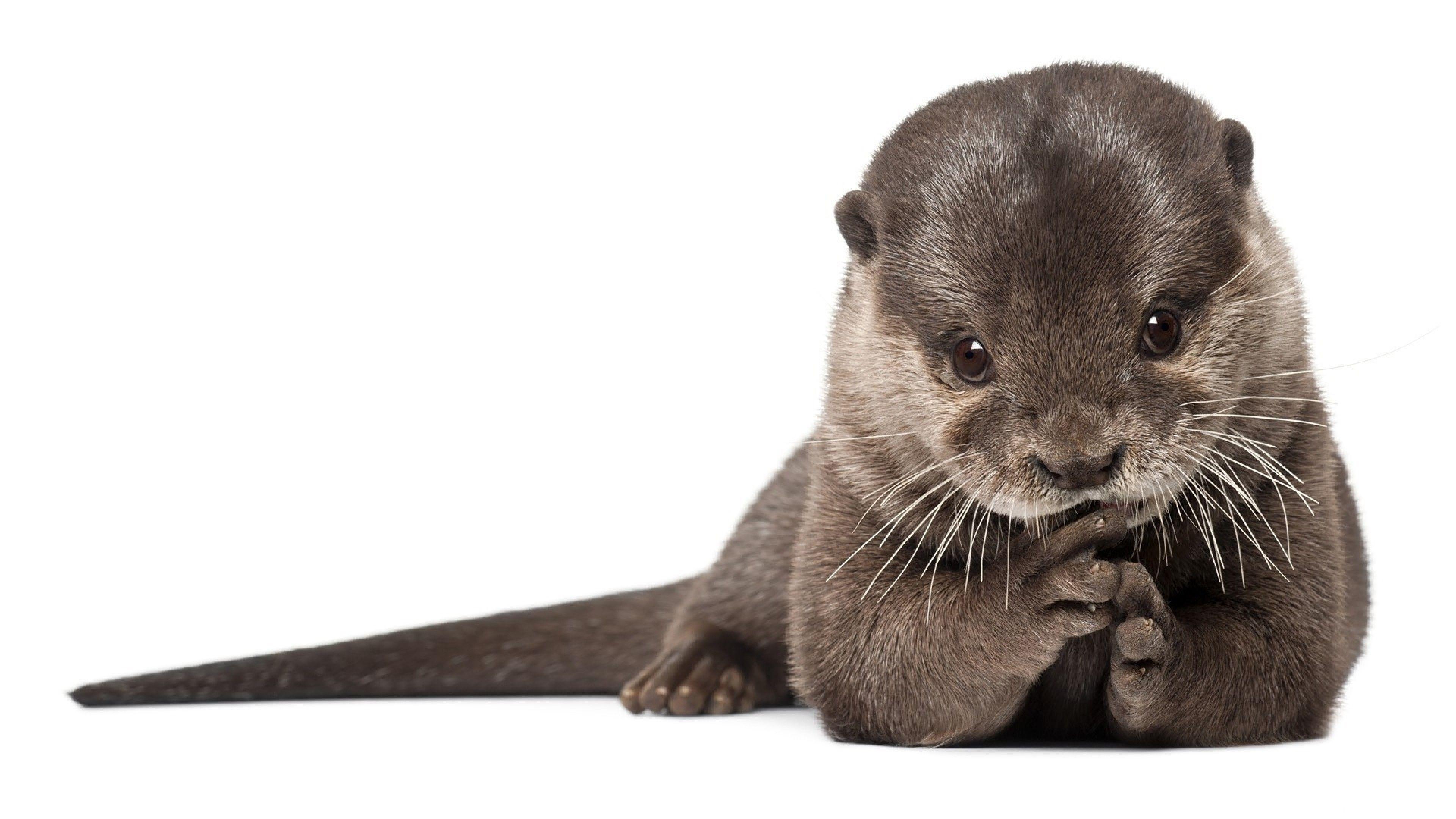 Otter Wallpapers - Top Free Otter Backgrounds - WallpaperAccess
