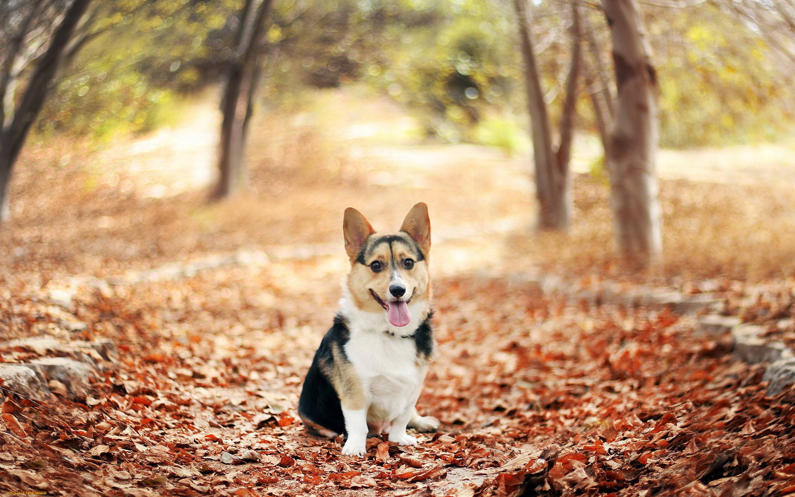 Corgi Wallpapers - Top Free Corgi Backgrounds - WallpaperAccess