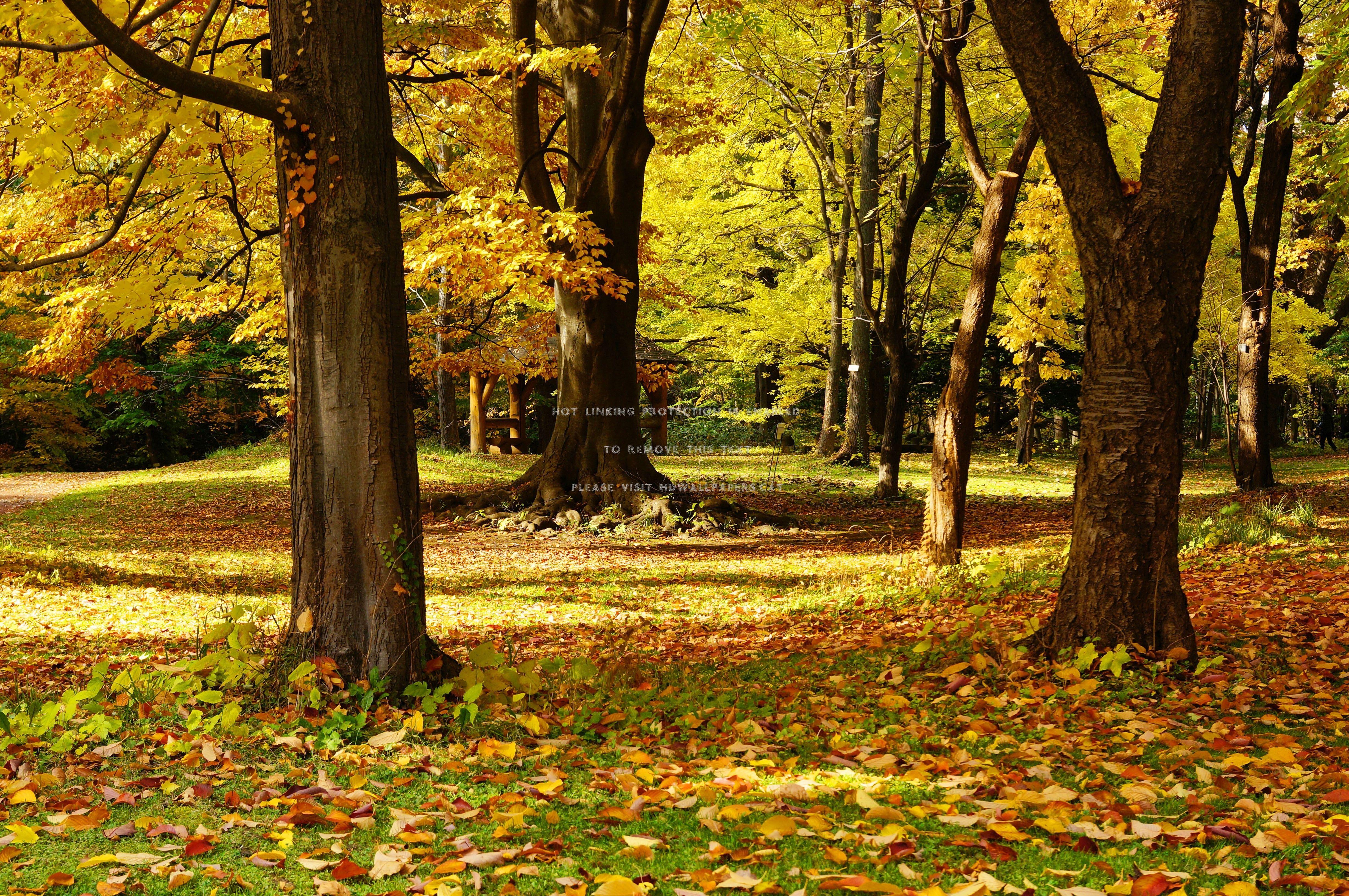 Beautiful Foliage Wallpapers - Top Free Beautiful Foliage Backgrounds ...