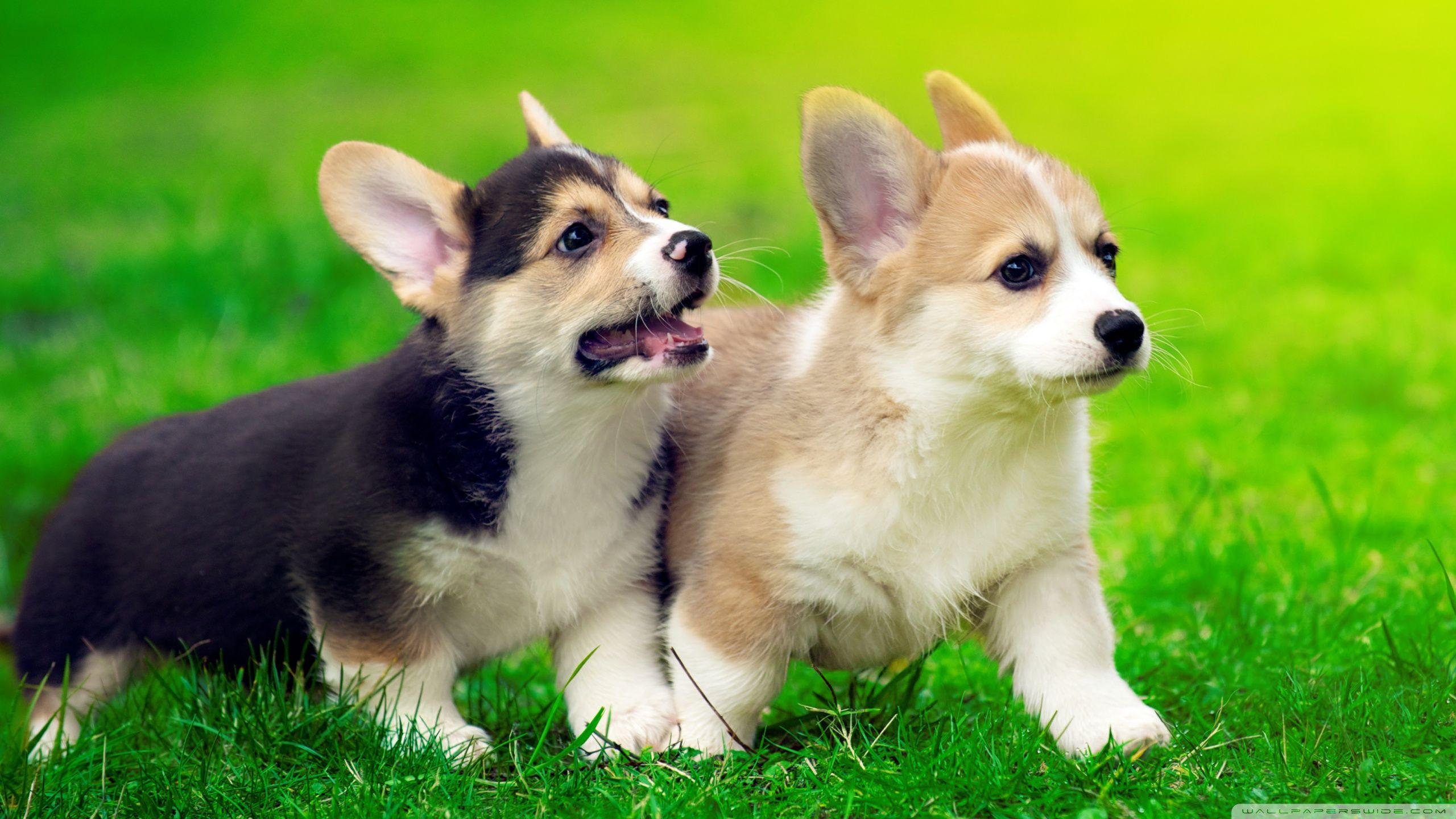 Corgi Wallpapers - Top Free Corgi Backgrounds - WallpaperAccess