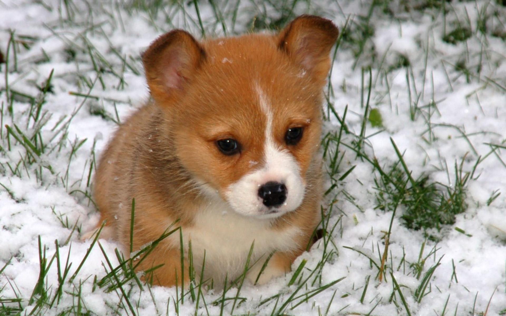 Corgi Wallpapers - Top Free Corgi Backgrounds - WallpaperAccess