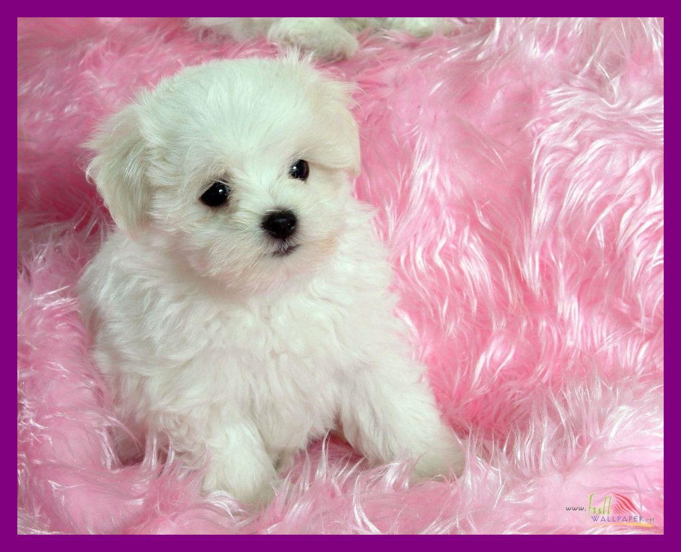 Kawaii Dog Wallpapers - Top Free Kawaii Dog Backgrounds - WallpaperAccess