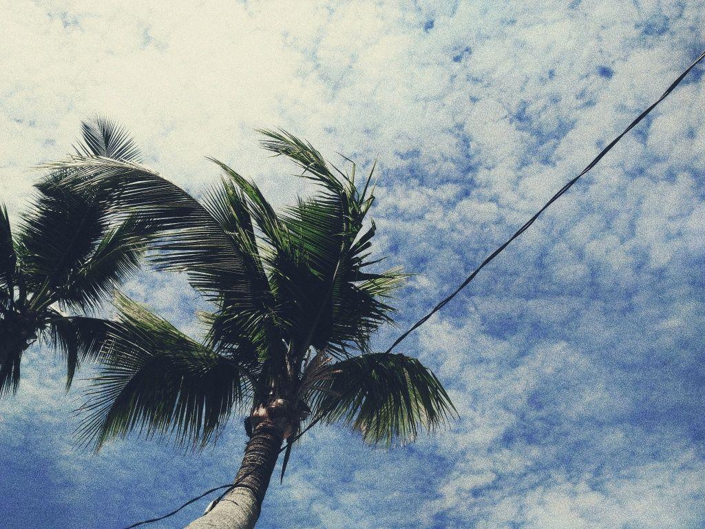 VSCO Palm Tree Wallpapers - Top Free VSCO Palm Tree Backgrounds ...