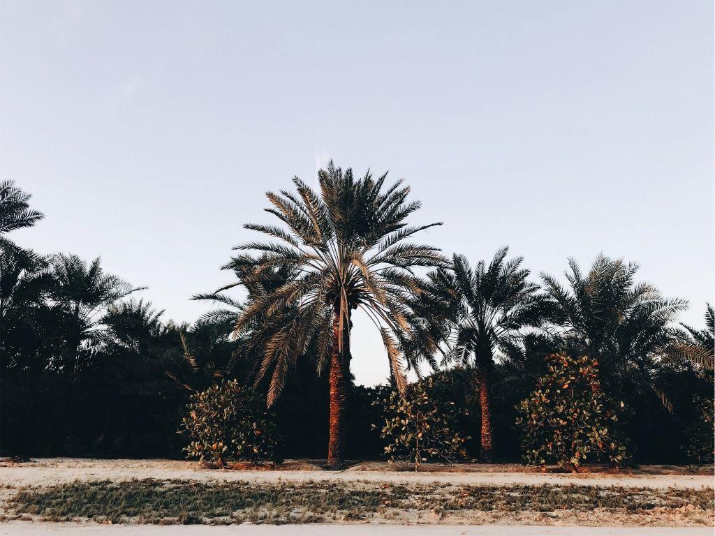 VSCO Palm Tree Wallpapers - Top Free VSCO Palm Tree Backgrounds ...