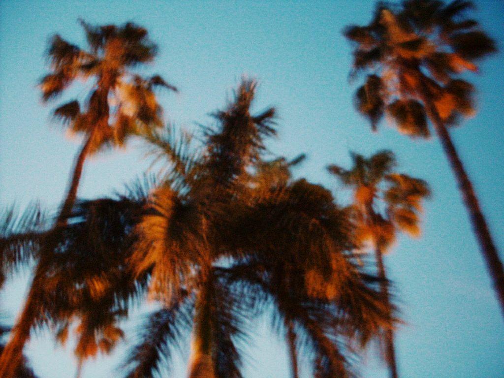 VSCO Palm Tree Wallpapers - Top Free VSCO Palm Tree Backgrounds ...