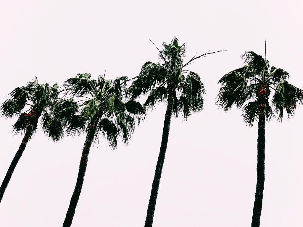 VSCO Palm Tree Wallpapers - Top Free VSCO Palm Tree Backgrounds ...