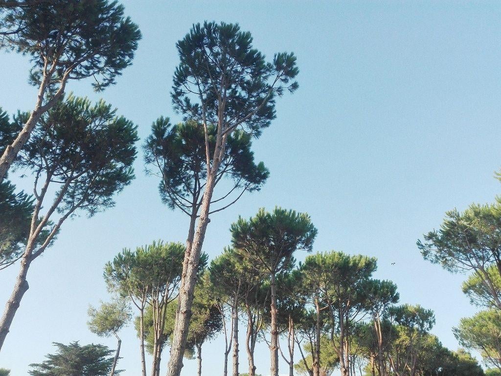 VSCO Palm Tree Wallpapers - Top Free VSCO Palm Tree Backgrounds ...