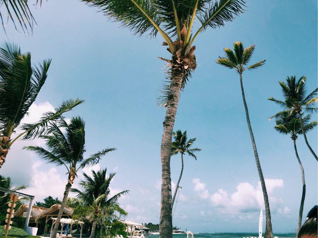 VSCO Palm Tree Wallpapers - Top Free VSCO Palm Tree Backgrounds ...