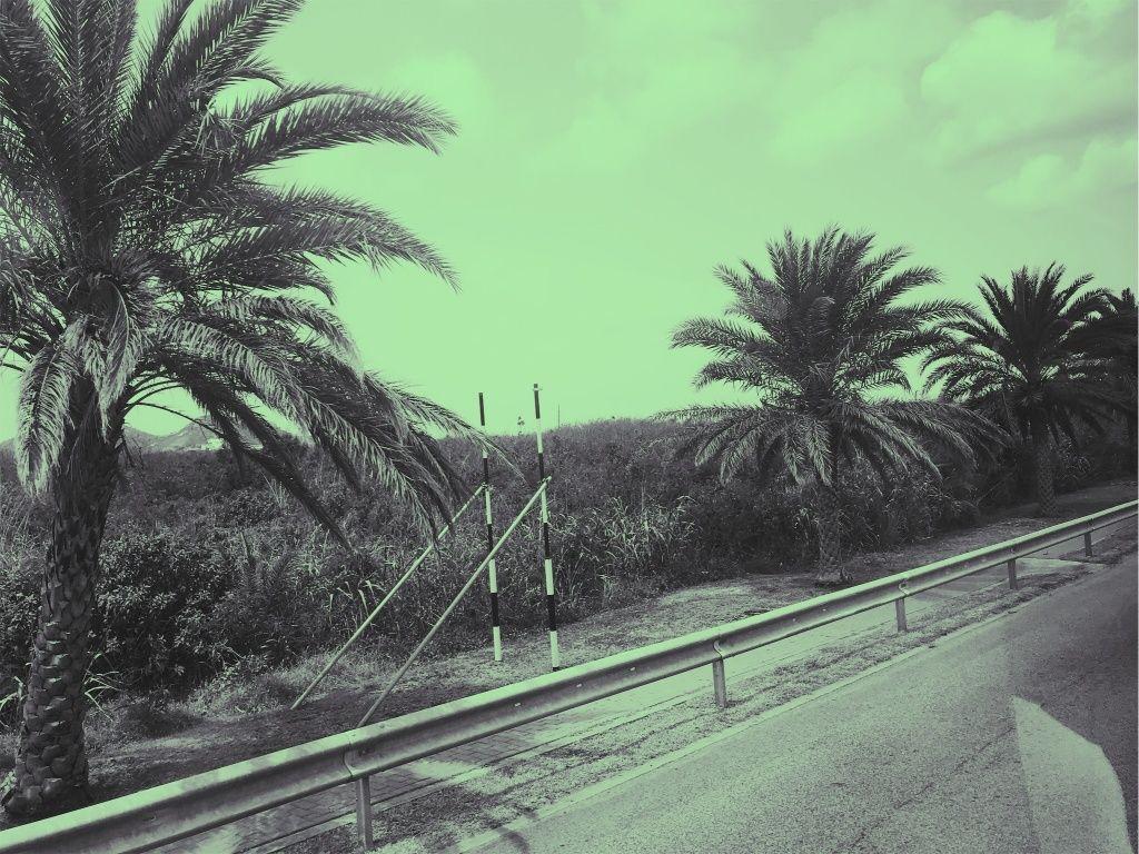 VSCO Palm Tree Wallpapers - Top Free VSCO Palm Tree Backgrounds ...