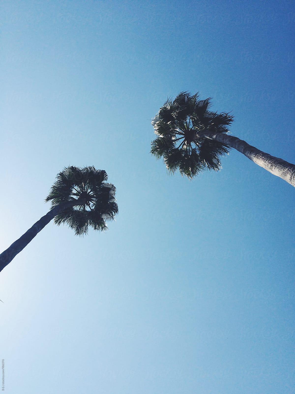VSCO Palm Tree Wallpapers - Top Free VSCO Palm Tree Backgrounds ...