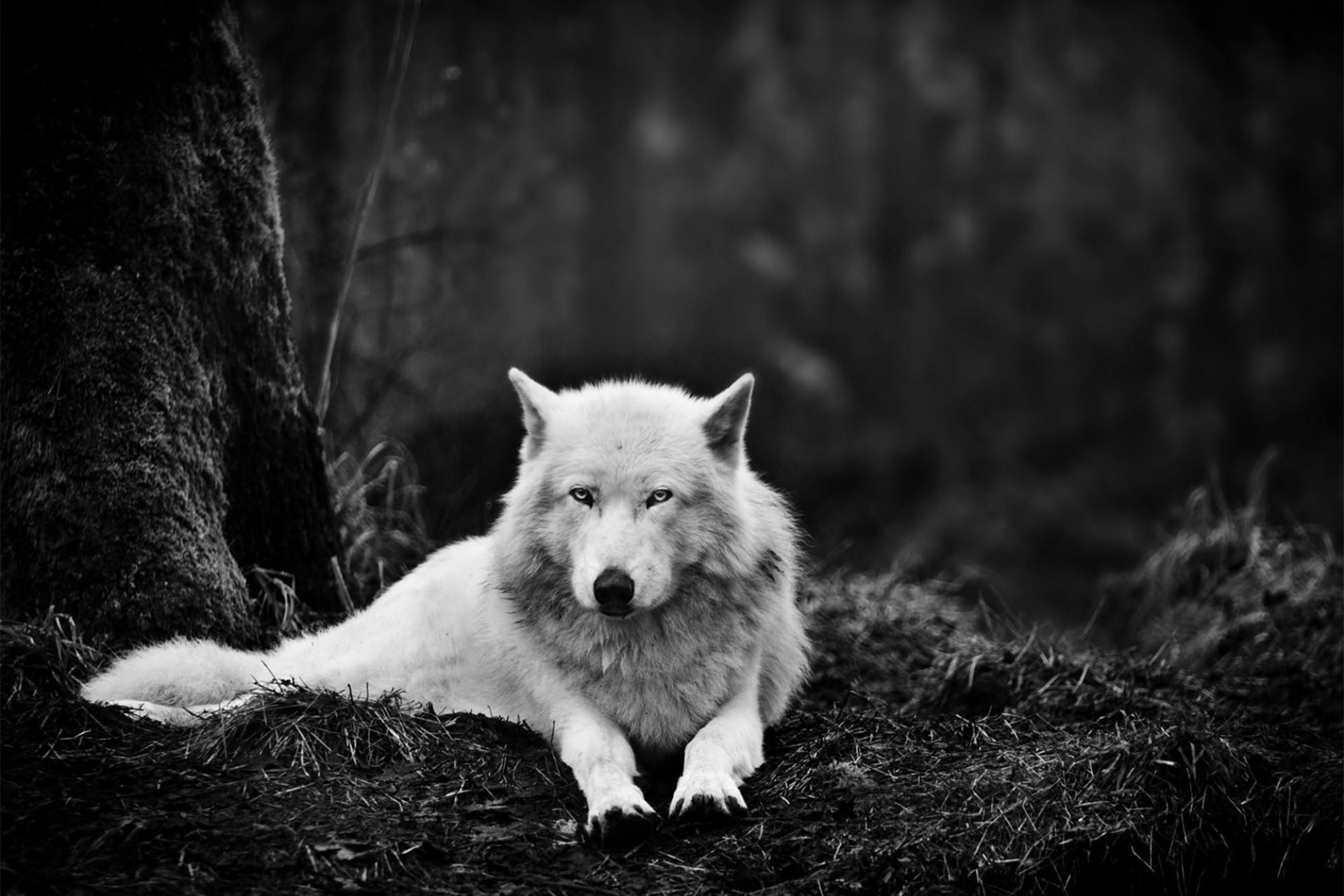 Most Beautiful HD Wolf Wallpapers - Top Free Most Beautiful HD Wolf ...