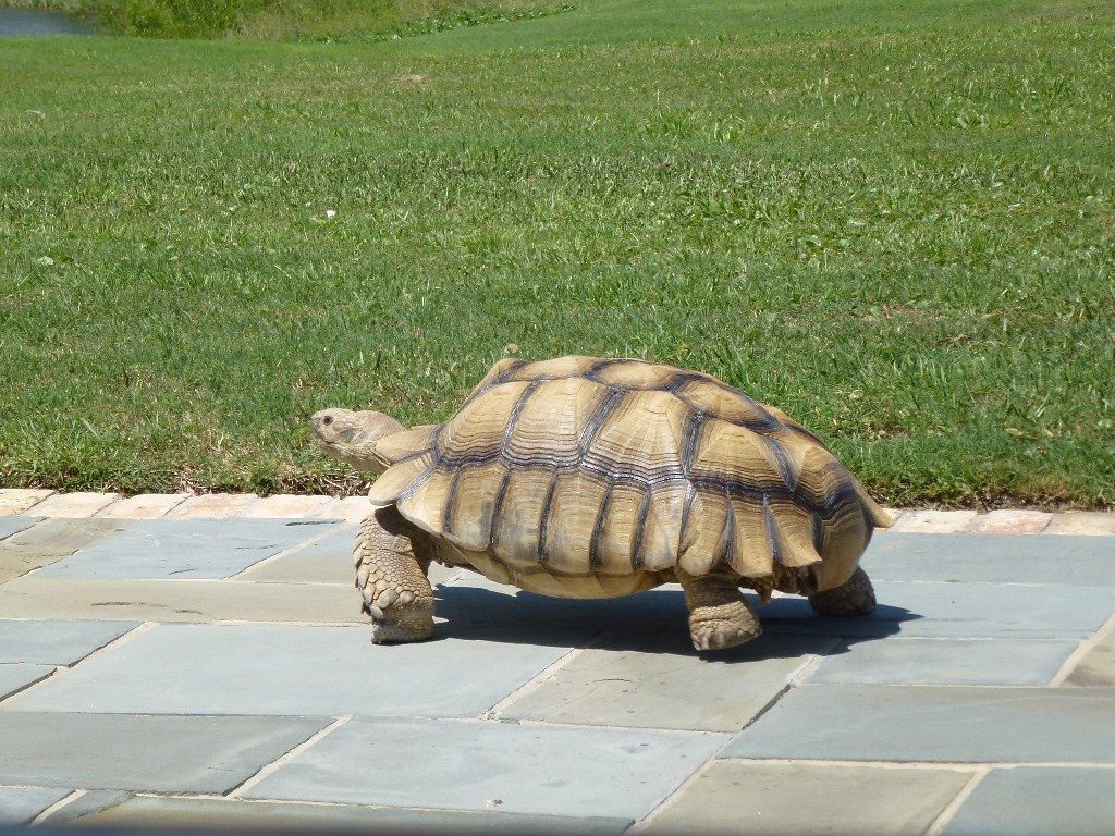 Ambled Wallpapers - Top Free Ambled Backgrounds - WallpaperAccess