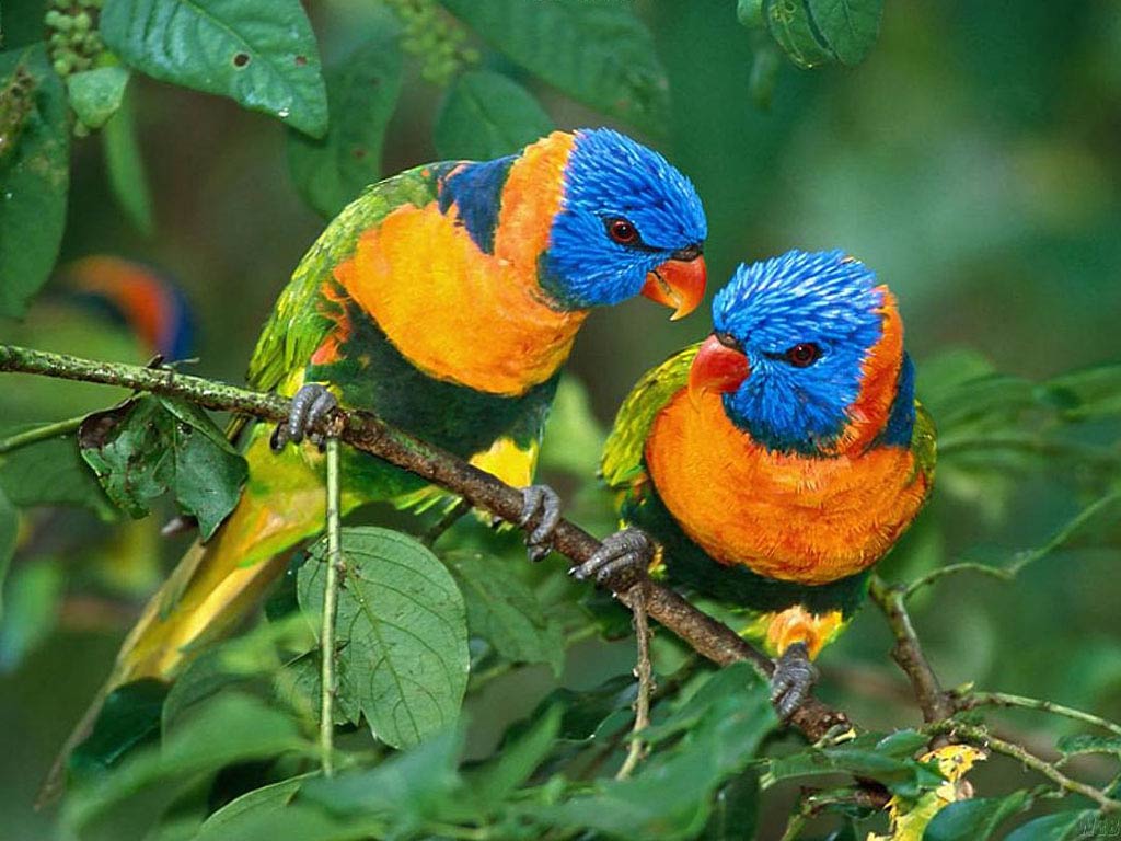 Rainbow Animals Wallpapers - Top Free Rainbow Animals Backgrounds ...