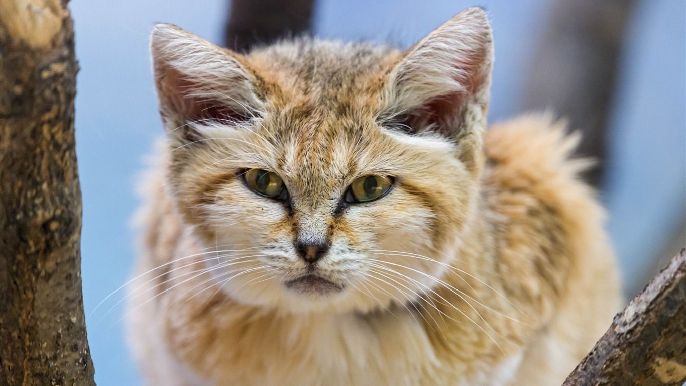 Pussycat Wallpapers - Top Free Pussycat Backgrounds - WallpaperAccess