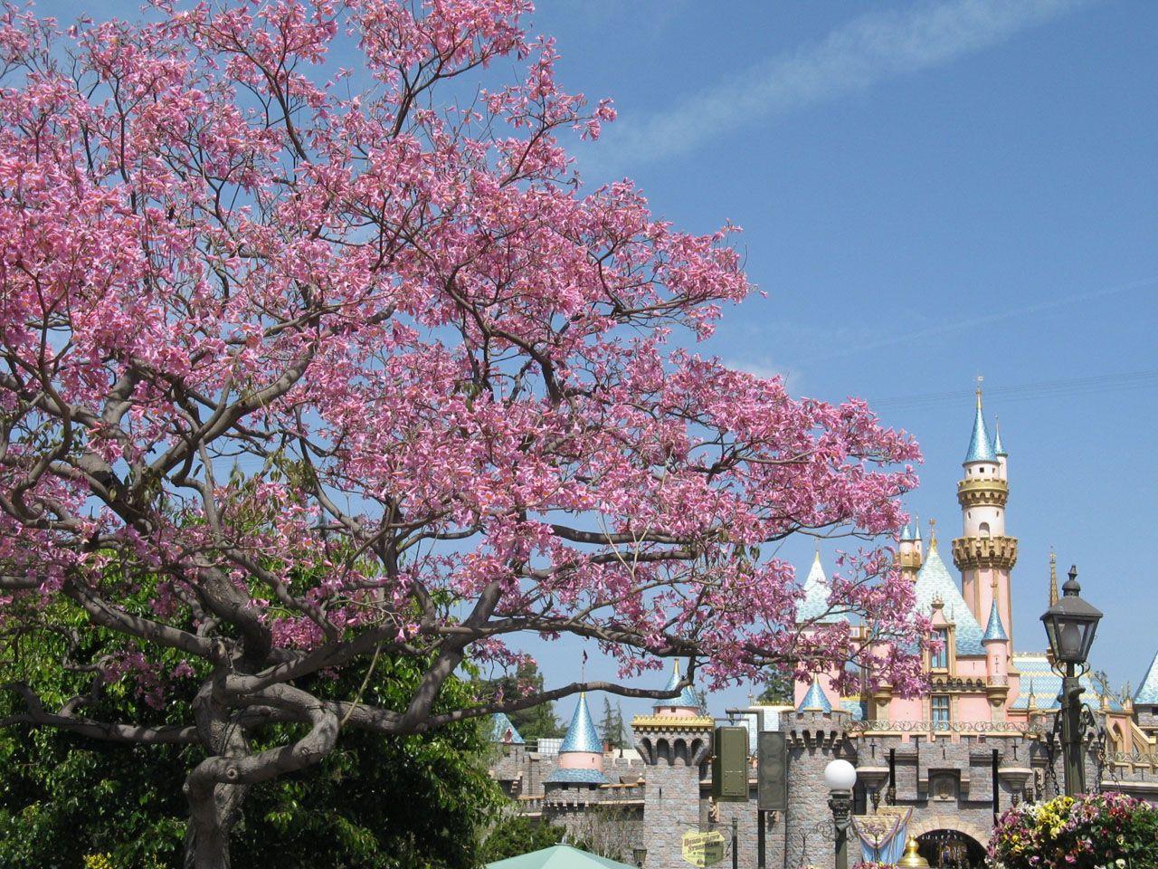 Spring Desktop Disney Wallpapers - Top Free Spring Desktop Disney ...