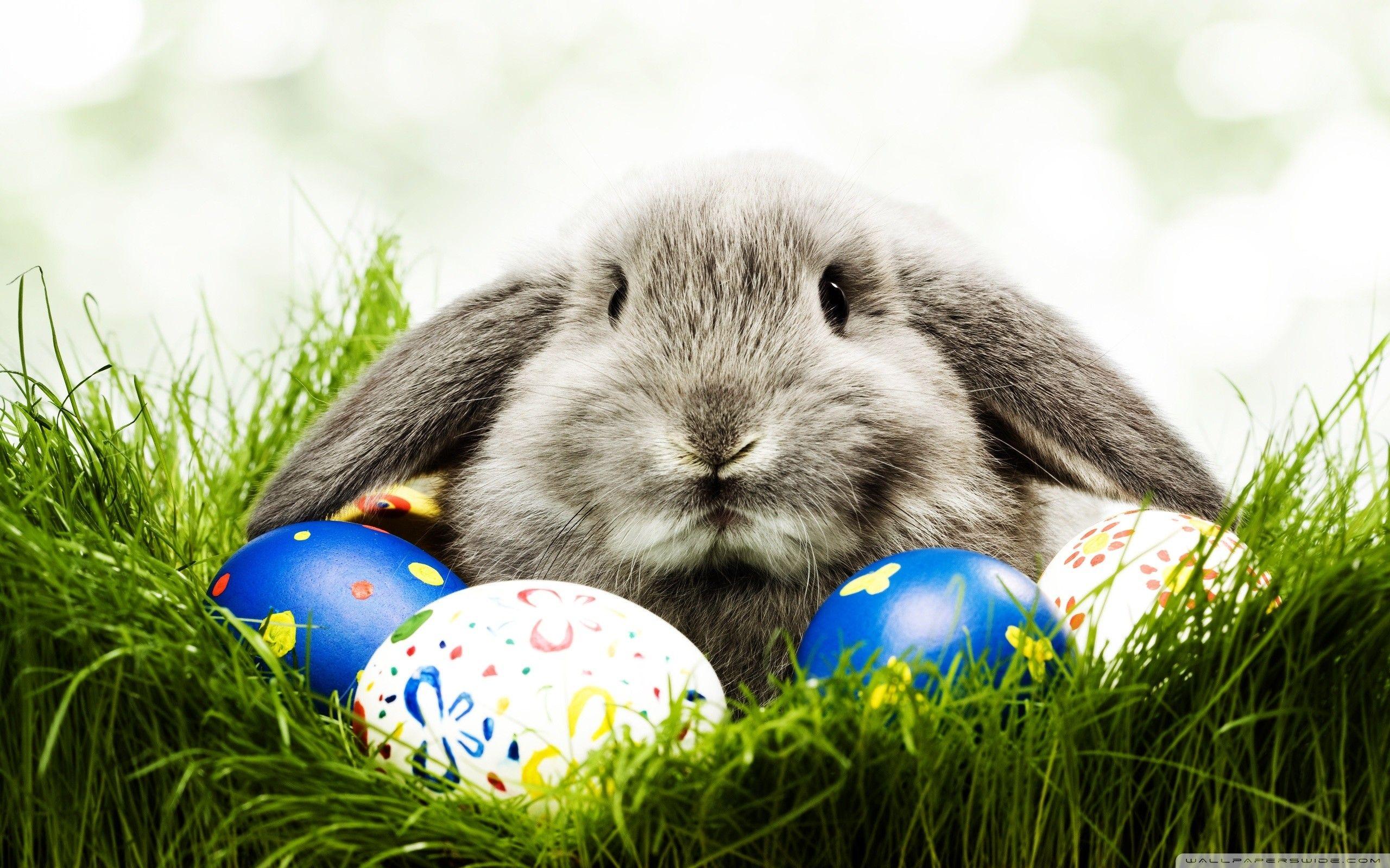 Easter 4K Wallpapers - Top Free Easter 4K Backgrounds - WallpaperAccess