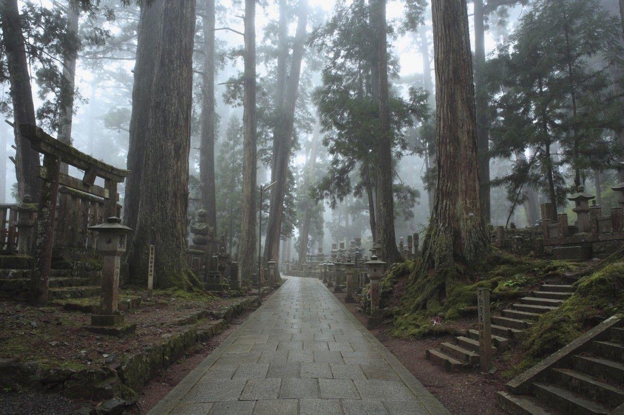 Japanese Forest Wallpapers - Top Free Japanese Forest Backgrounds ...