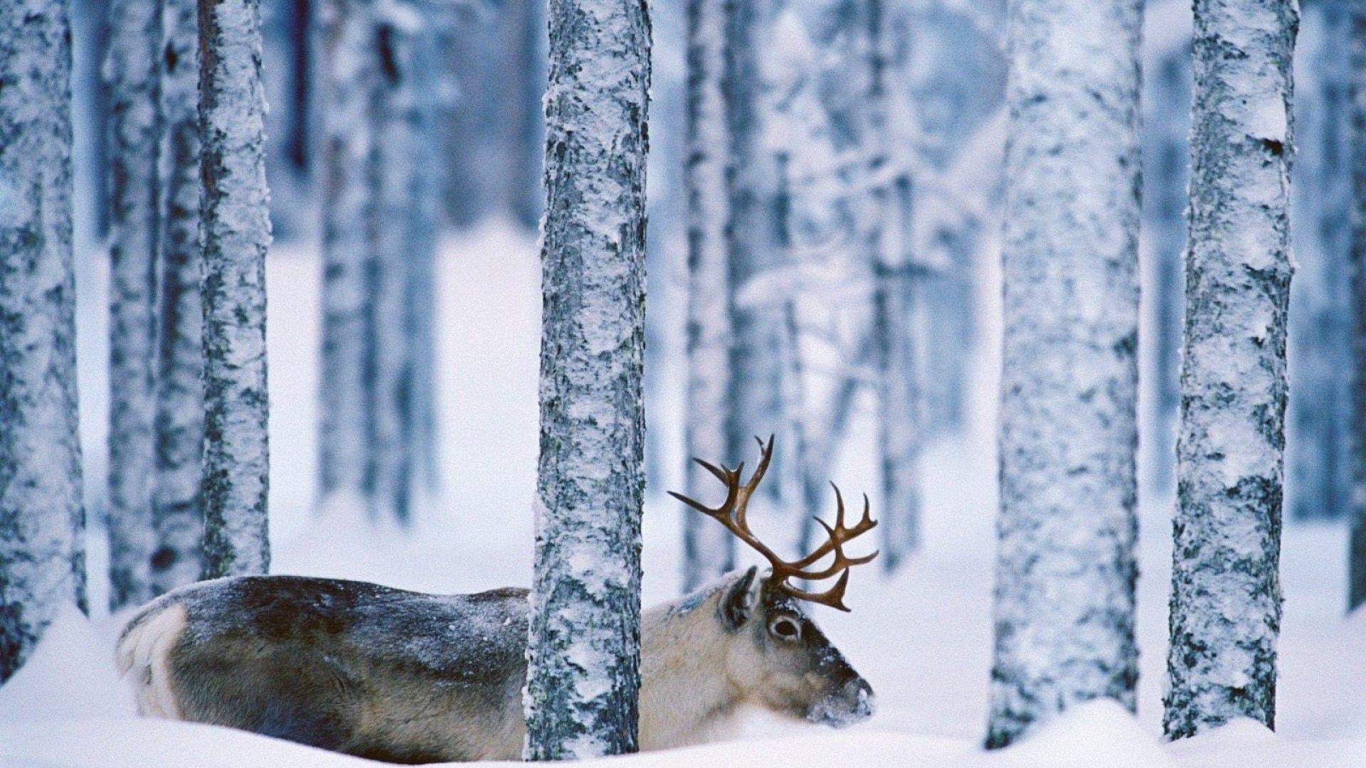 Animals Nature Winter Wallpapers - Top Free Animals Nature Winter ...