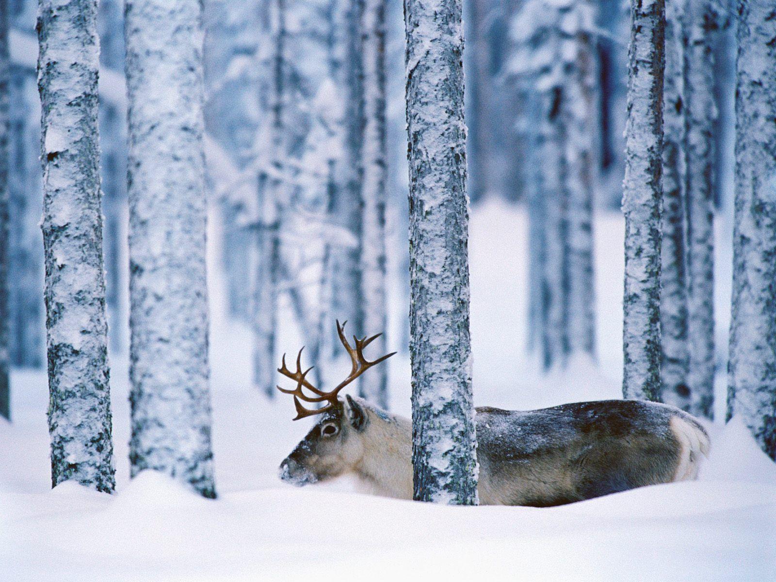 Animals Nature Winter Wallpapers - Top Free Animals Nature Winter ...