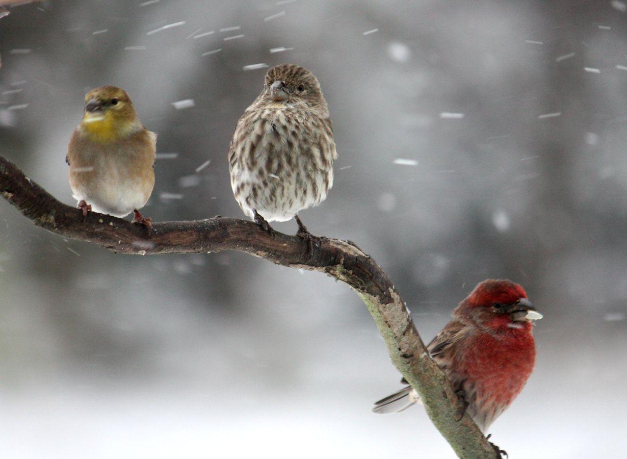 Winter Bird Wallpapers - Top Free Winter Bird Backgrounds - WallpaperAccess